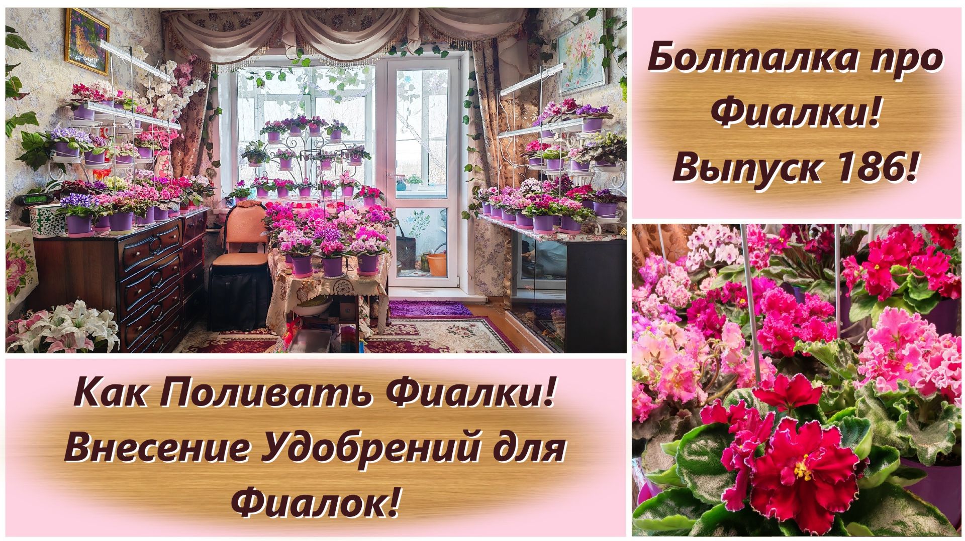 Болталка про Фиалки! Выпуск 186! Как Поливать Фиалки! Внесение Удобрений для Фиалок!