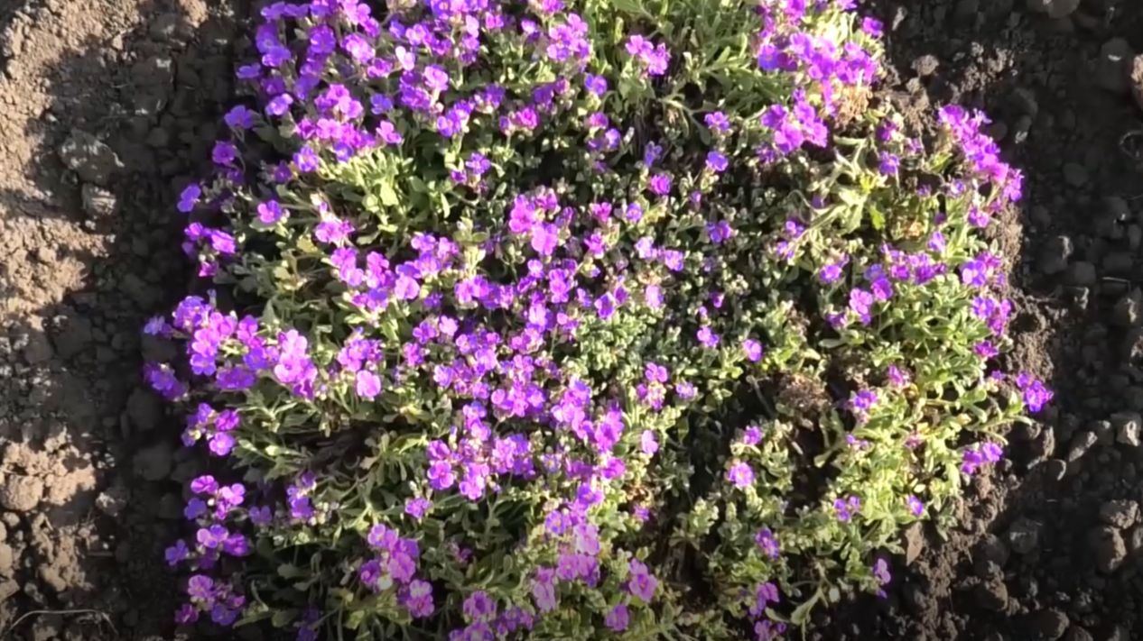 Выращивание многолетнего цветка обриеты из семян