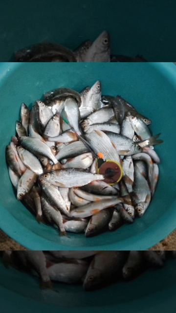 Вечерний клев на Мормышку🎣 Наживка мотыль. Прикормка Стерля, пробурил 3 лунки.