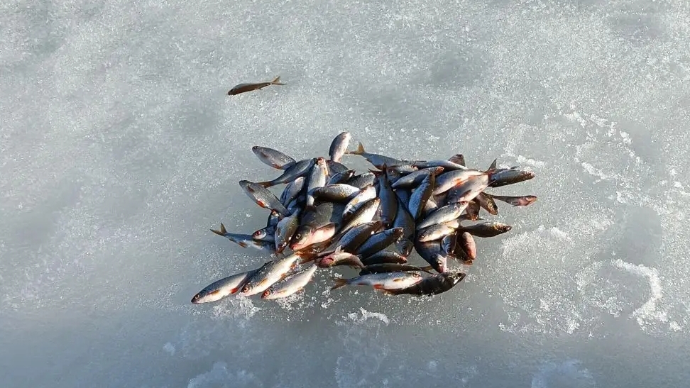 закрываем сезон зимней ловли на озере Акатово.Ловим подлещика и плотву на коромысло.