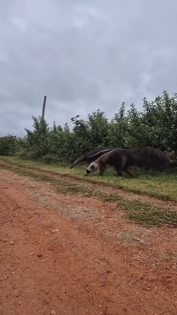 Муравьеды — уникальные млекопитающие