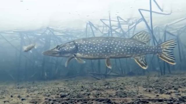 Чем ценно для человека мясо Обыкновенной щуки (Common pike) — Esox lucius Linnaeus, 1758 ?