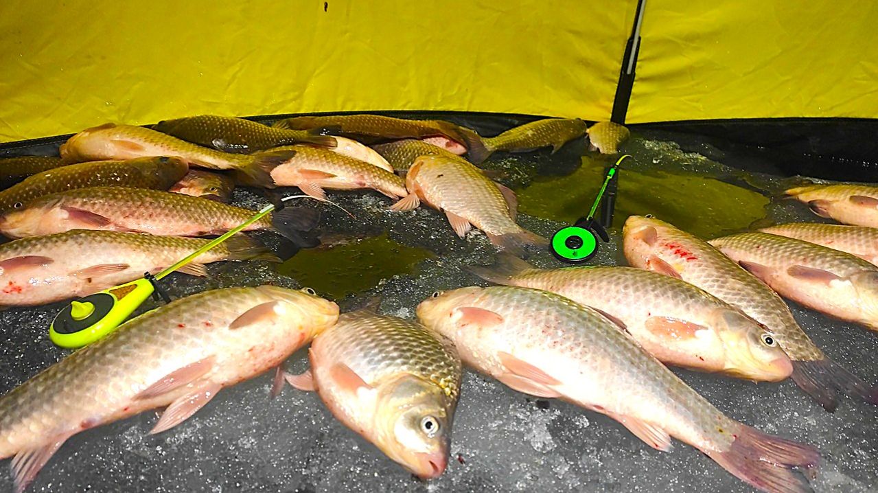 ЖОР КАРАСЕЙ МОНСТРОВ!! ЗИМНЯЯ РЫБАЛКА ПО ПОСЛЕДНЕМУ ЛЬДУ