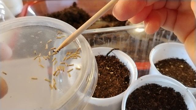 Посев вербены и перистой гвоздики