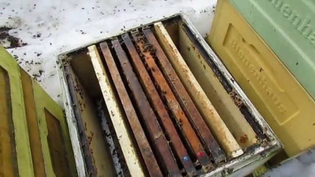 пчеловодство с минимумом осмотров - 4 - работа в марте, пчела Элгон, ячейка 4,9 мм , 15.03.2026