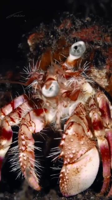 Рак-отшельник