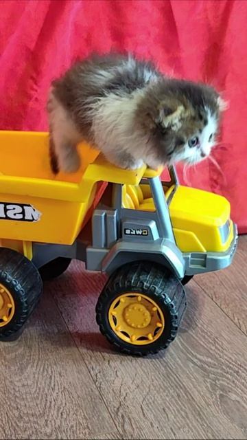 Эй, котенок, проснись, мы приехали. #котенок