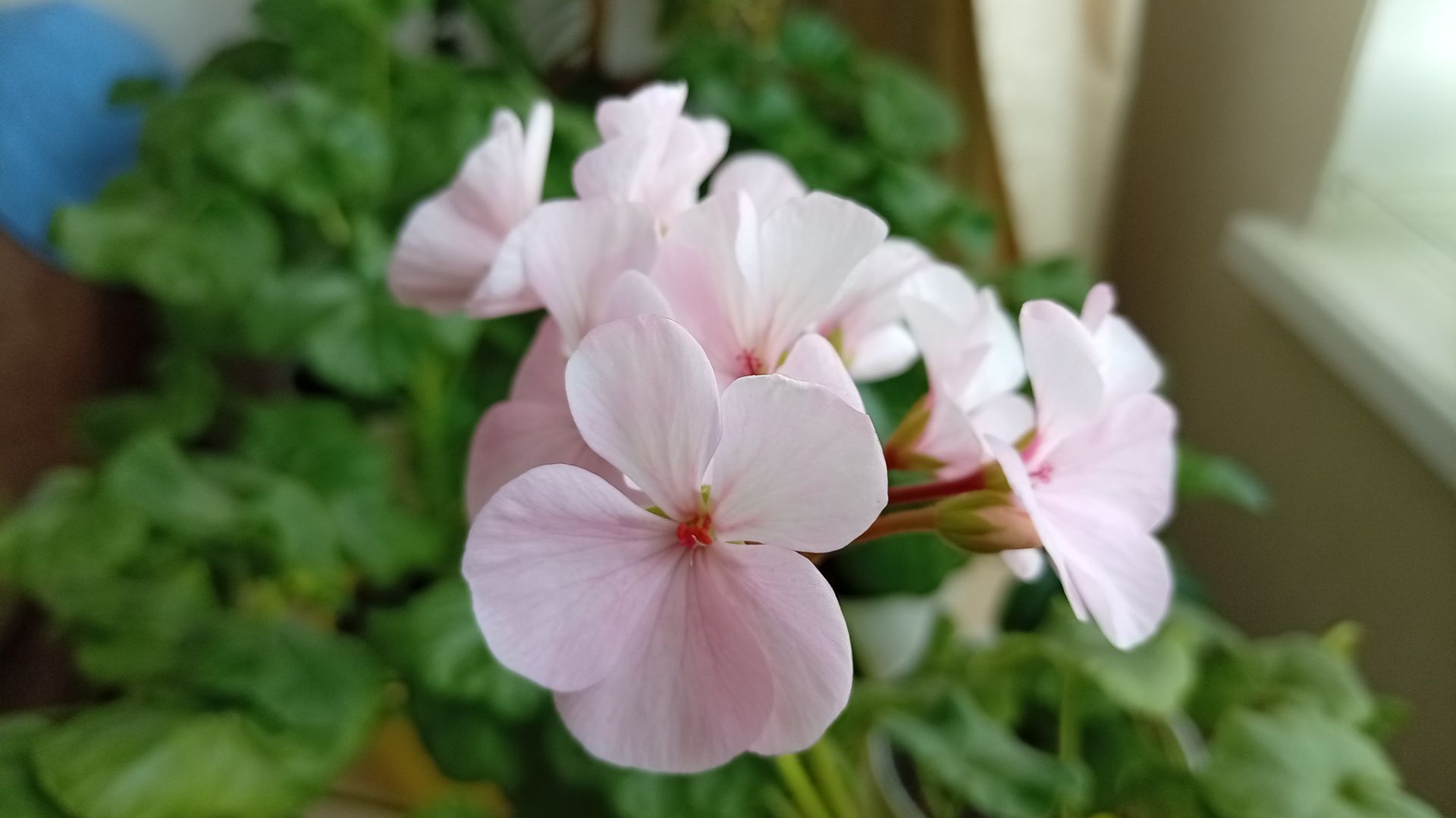 Пеларгонии почувствовали приближение весны и приготовились активно цвести