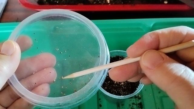 Посев земляники крупноплодной