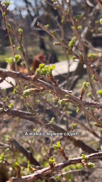 Учимся жить по другому: муж завел мотоблок, посадили картошку, мама подстригает кусты.. #переезднаюг