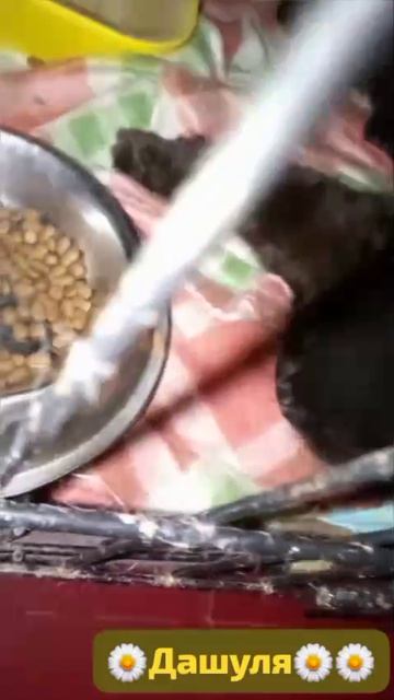 Дашуля. Клинический обзор.