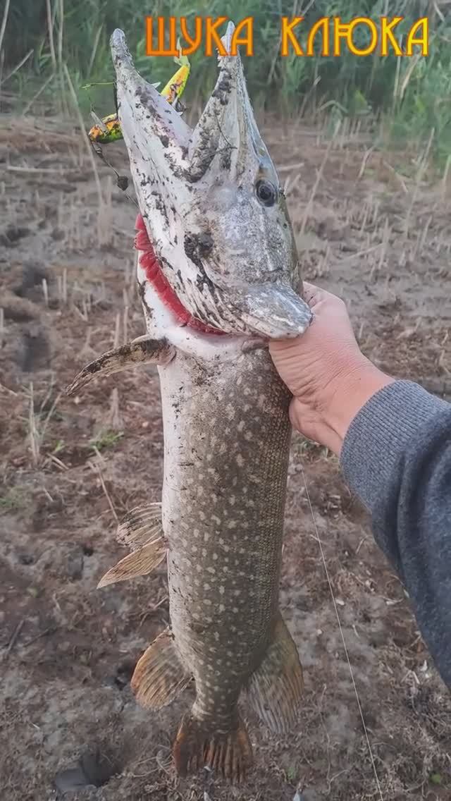 🔥 Поклевка крупной щуки у самых ног 🔥 #рыбалка #щука #шортс #воблер