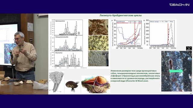 Журавлев А.Ю. - Основы палеонтологии - 4. Кембрийский взрыв