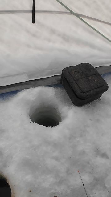 Там поросёнок