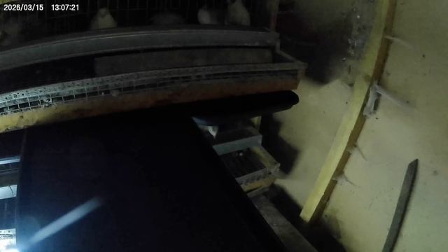 Придумала чем заменить старые лотки у перепелов.