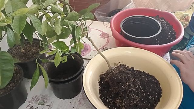 Пересадка Апельсина Вашингтон Невел в 5 л горшок 14.03.2026