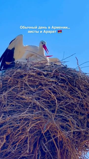Армения 🇦🇲 Аисты и Арарат