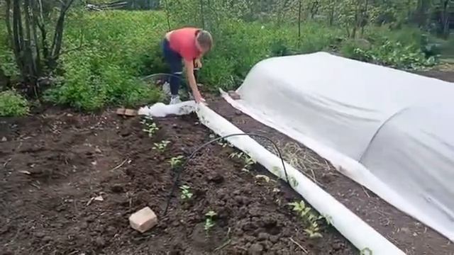 Первые всходы.