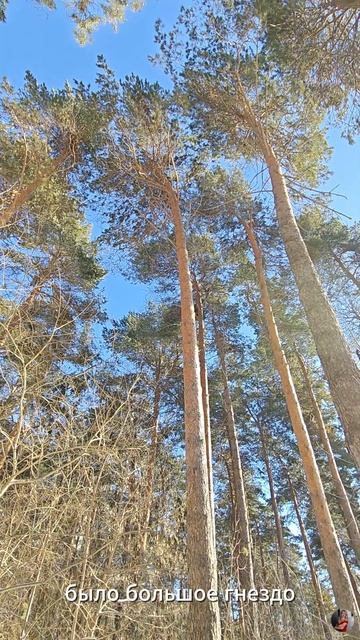 Звуки леса и птиц