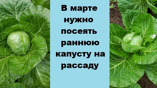 В марте пора сеять раннюю капусту на рассаду