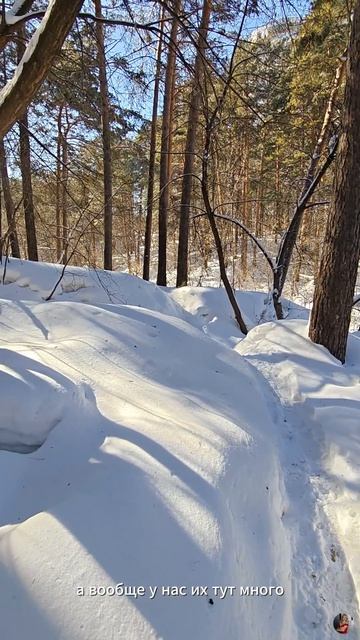 Ходила в лес слушать птиц