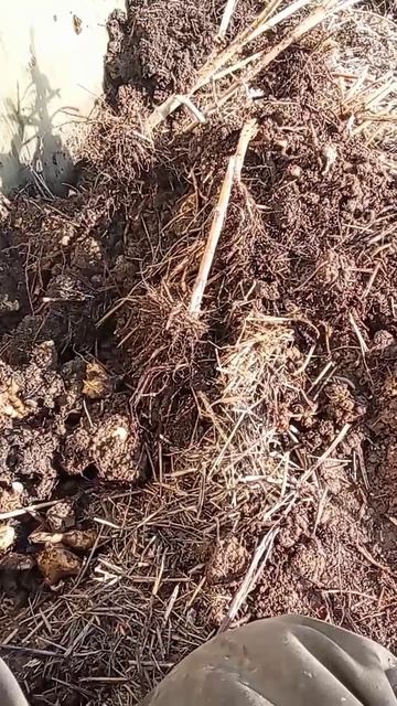 Калифорнийские черви и топинамбур, 19.10.25