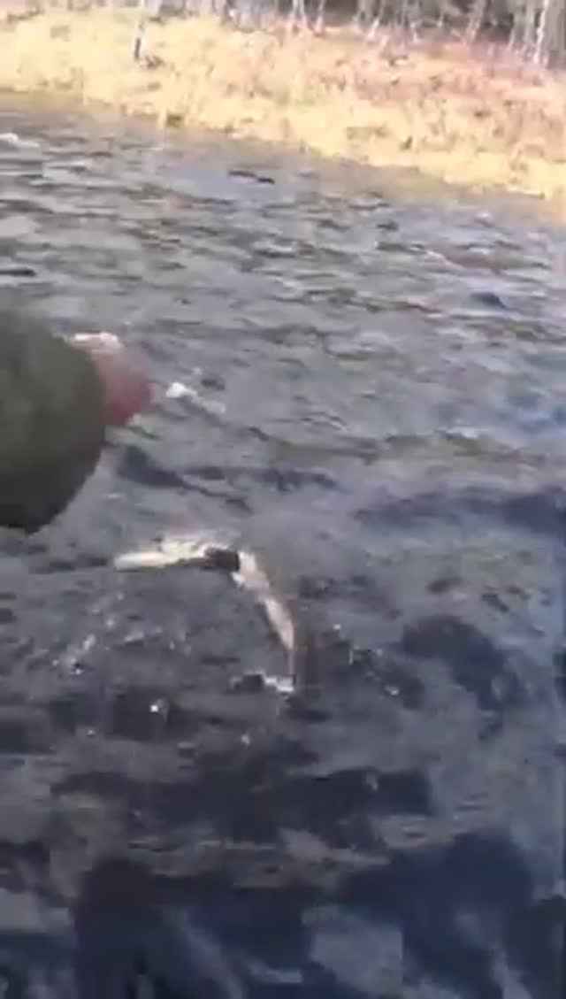 В конце Щучья башка торчит!ТЯНИ,ТЯНИ!Дядя ВОВА Shorts