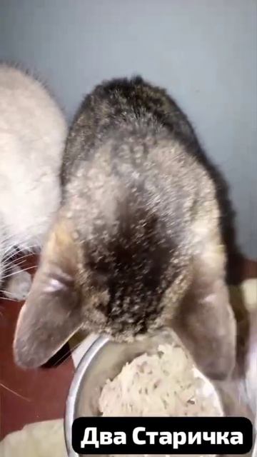 Мои старички: Персик и Муся.