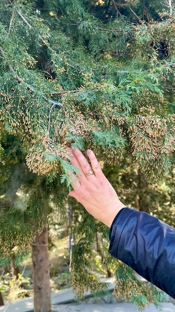 В Крым сейчас не надо ехать, если у вас аллергия на пыльцу. Цветущий кипарис. Ялта сегодня