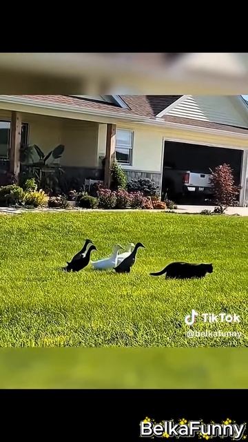 BelkaFunny 12 - кошки и собаки #fyp #foryoupage#рек #рекомендации #смешноевидео #котикиприколы