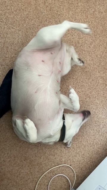 Танец живота