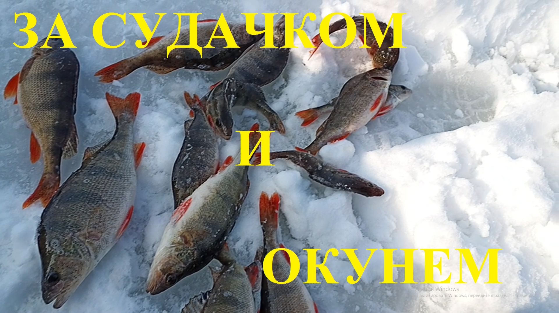 Выезд за судачком и окунем