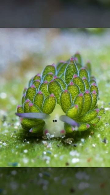 Этот морской слизень, похожий на овечку