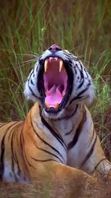 Тигры — одиночные хищники, охотящиеся преимущественно на крупных копытных животных