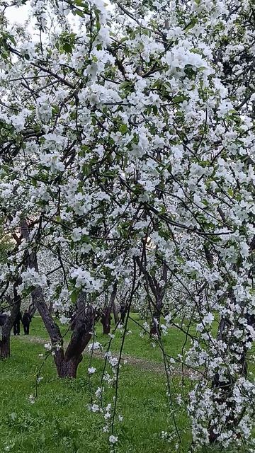 сюжет 2025, Москва, прочтите описание видео, адвокат, изучение английского языка, нужно обращайтесь