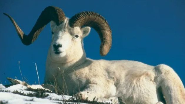 theHunter Classic-угодья УайтраймРидж-охота на барана Далла(тонкорогий баран)