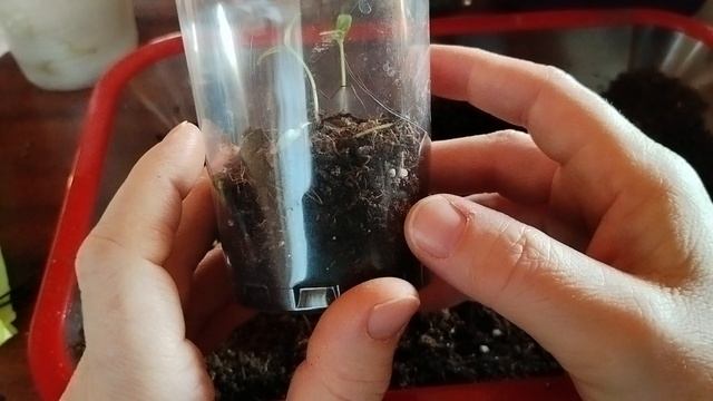 Уход за рассадой томатов 1часть