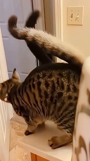 Когда котики голодна.