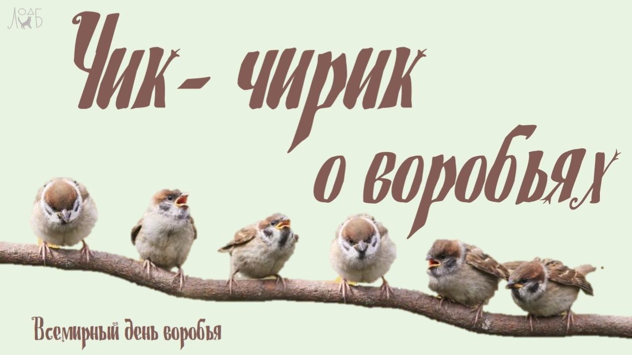 «Чик-Чирик» - ко всемирному дню воробья