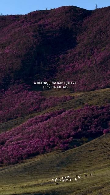 Алтай  🏔️ Цветущие горы