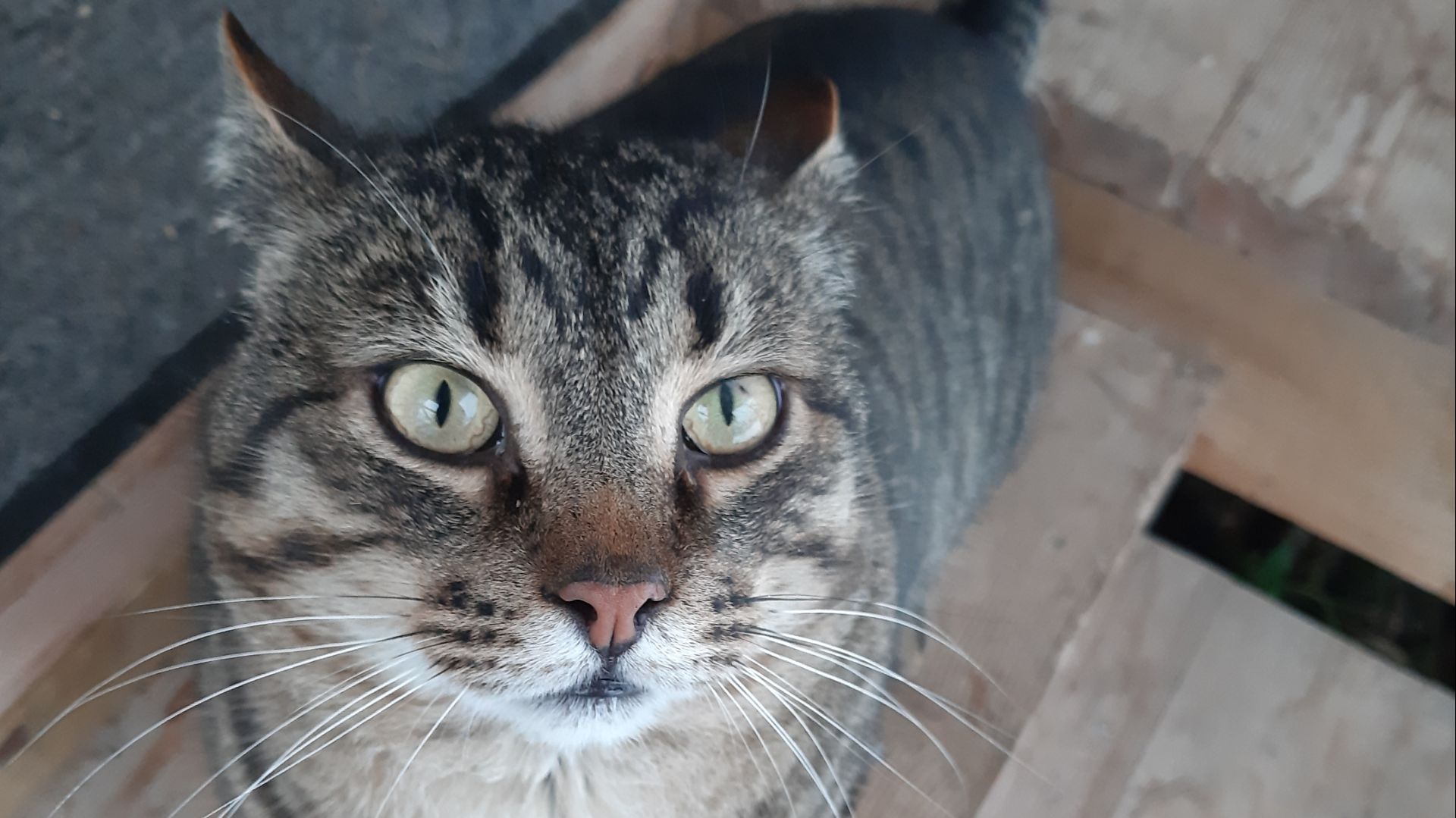 Спасение Вишенки  / Пропал кот Стёпа