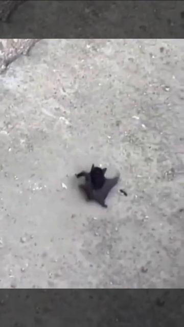 Так бегают летучие мыши