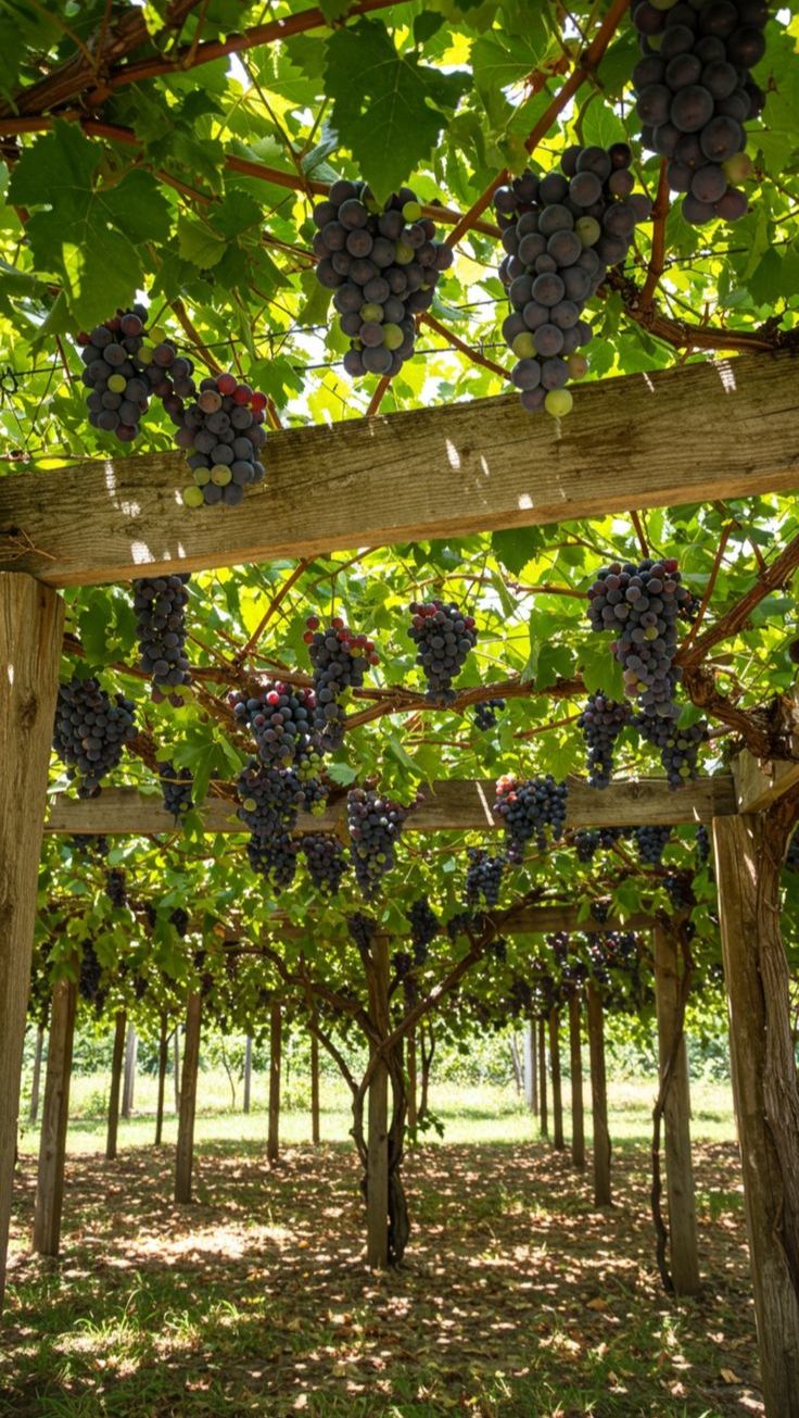 Вегетирующие саженцы винограда .Укоренение ,пересадка .