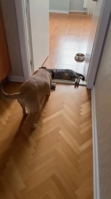 Проход к миске разблокирован 🐱🐶