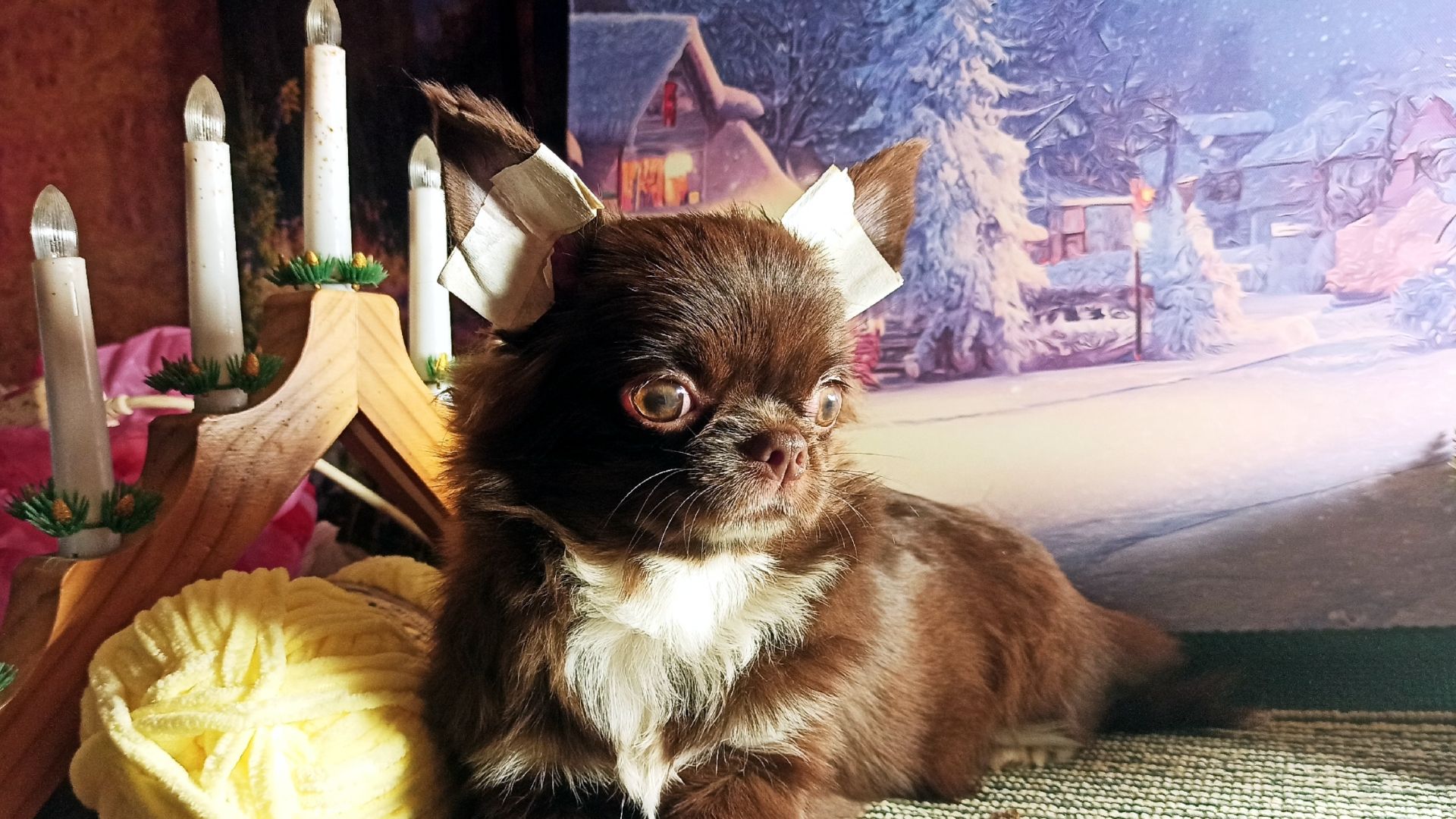 КАК подклеить УШИ длинношерстному щенку чихуа ? 15.03.26 #купить_чихуахуа_продаю +79215950848