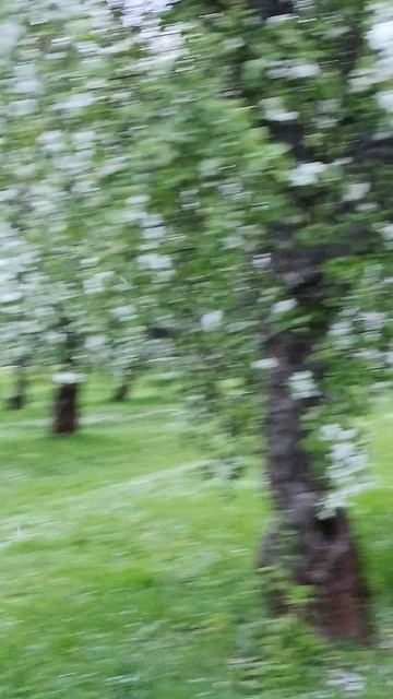 сюжет 2025, Москва, прочтите описание видео, адвокат, изучение английского языка, нужно обращайтесь