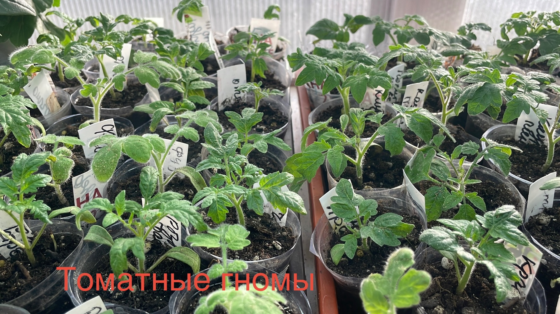 Обзор всходов и рассады томатов от четырех посевов в одном видео.
