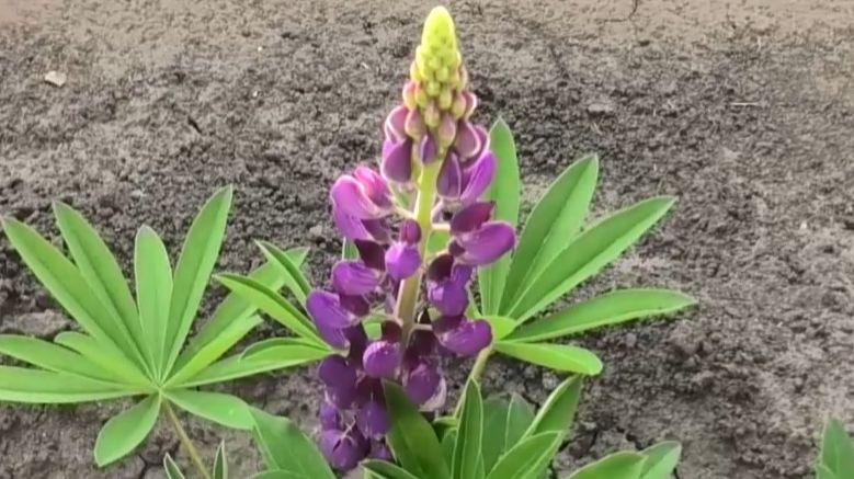 Первые всходы люпина на рассаду