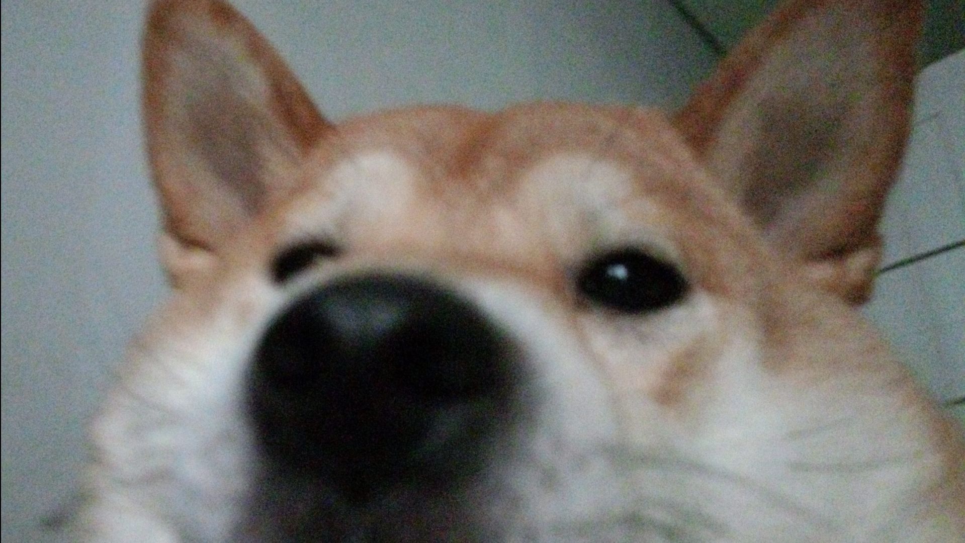 Вяленое мясо для собаки в домашних условиях