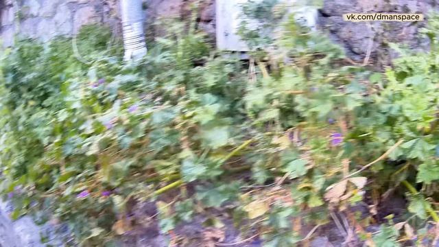 3 часа под парусом, толпа дельфинов и прочие приключения в Крыму